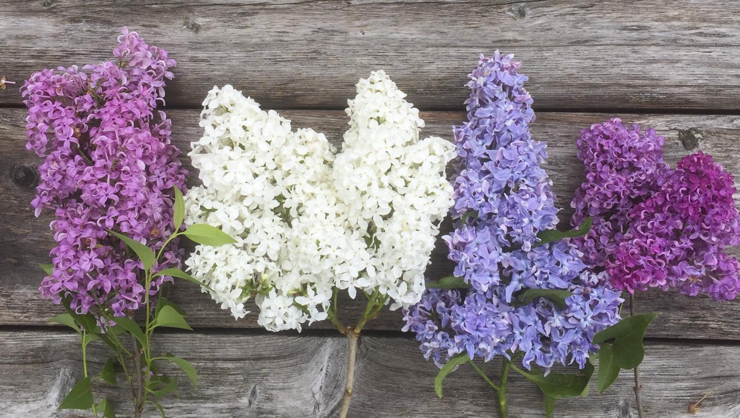Lilac Lore & History - Cherry Valley Lilacs