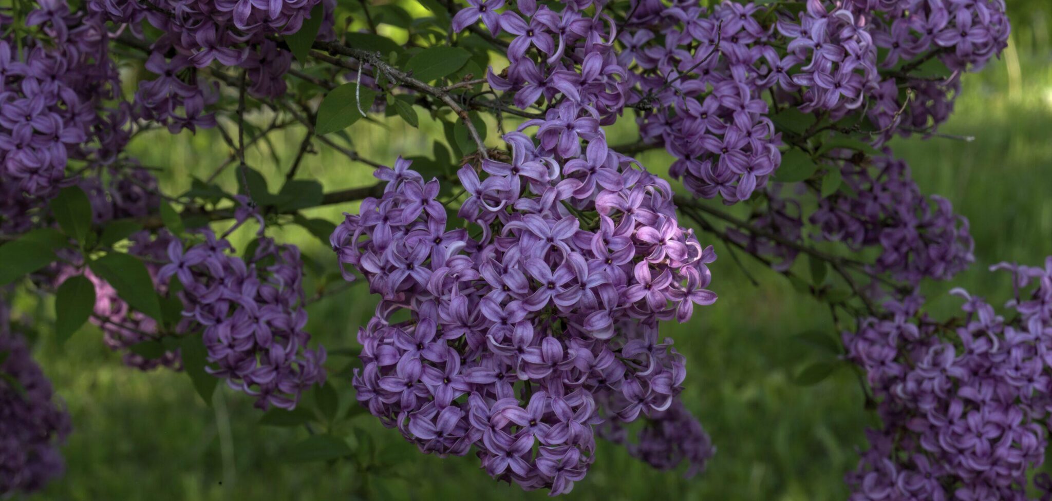Enfleurage: Why is fat used to capture the scent of the flowers before ...